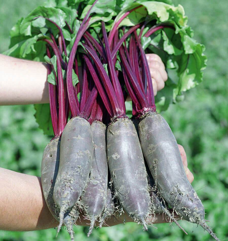 Taunus Beet Seeds – West Coast Seeds