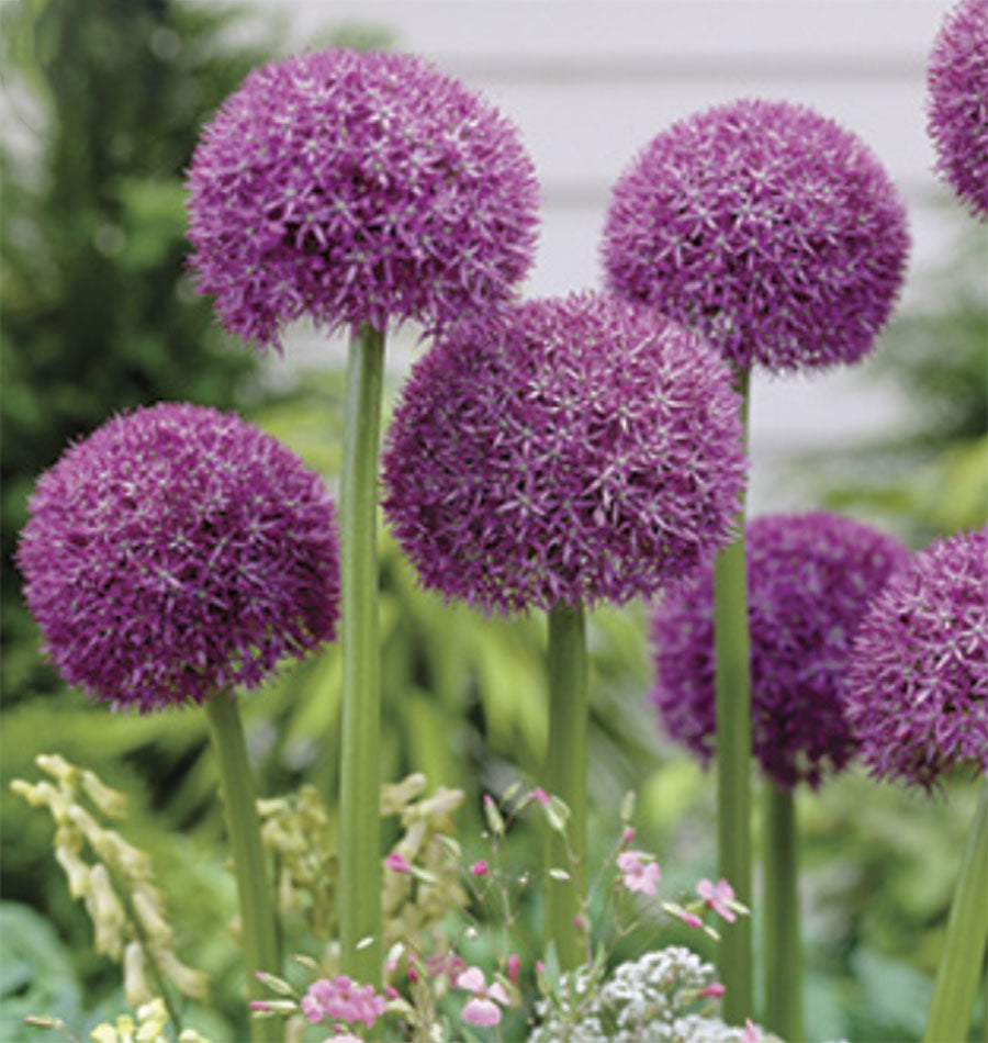Allium Pinball Wizard
