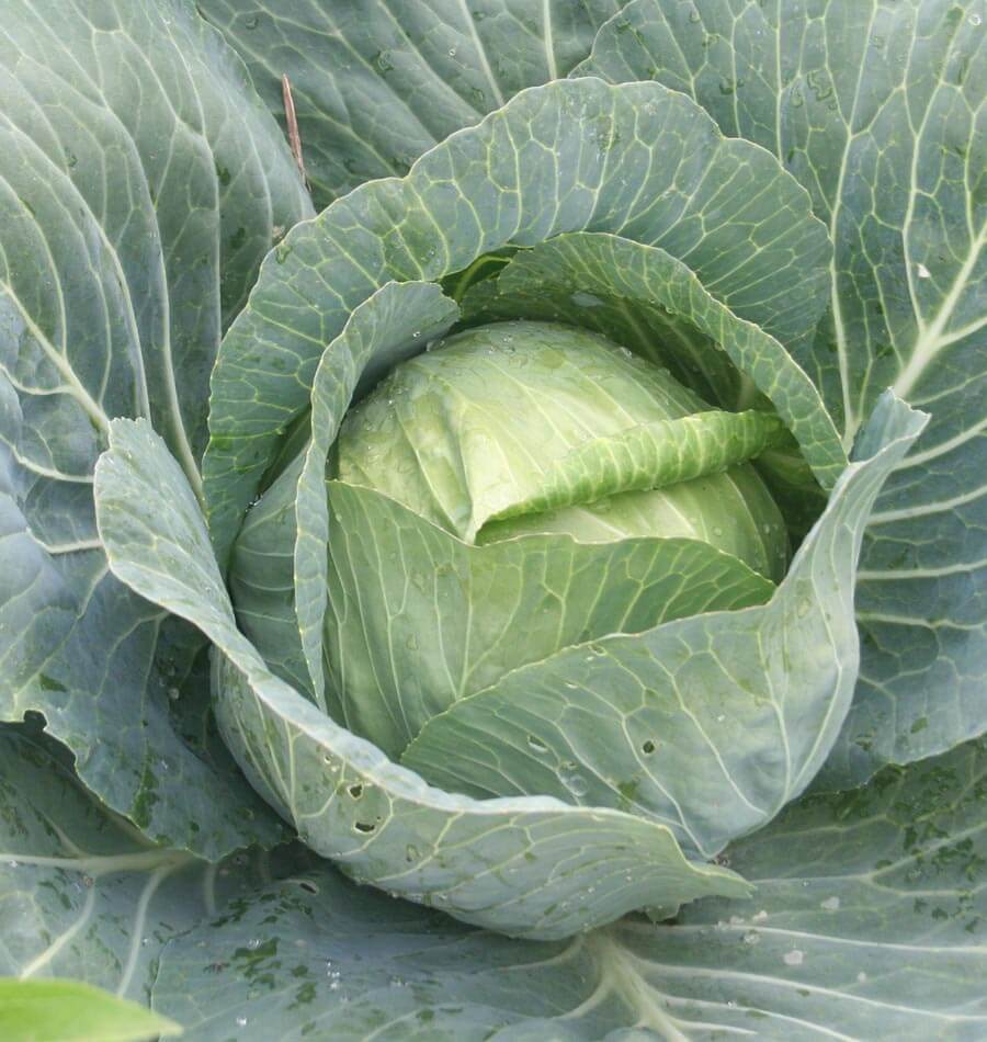 Charmant Cabbage Seeds – West Coast Seeds