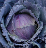 Deadon Organic Cabbage Seeds – West Coast Seeds