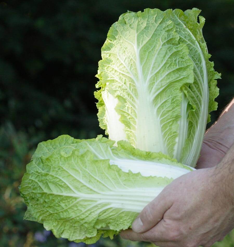 China Express Cabbage Seeds – West Coast Seeds