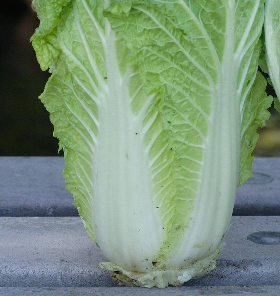 China Express Cabbage Seeds – West Coast Seeds