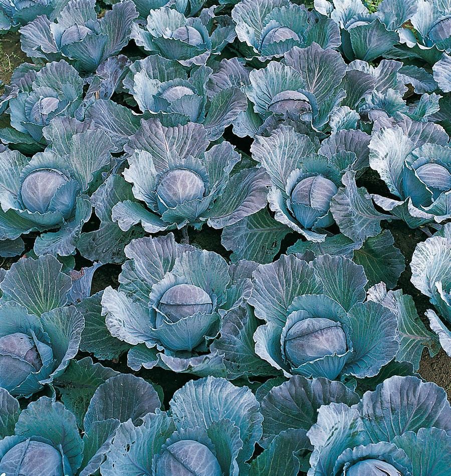 Integro Organic Cabbage Seeds – West Coast Seeds