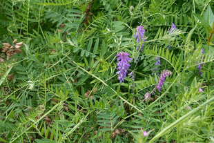 What Are Hybrid Seeds Exactly? | Hybrid Seed Definition – West Coast Seeds