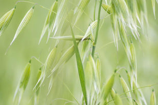 Cover Crops Seeds – West Coast Seeds