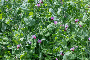 Spring Field Peas Organic – West Coast Seeds