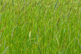 Cover Crops Seeds – West Coast Seeds