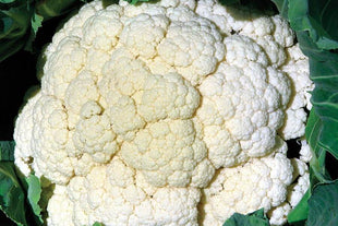 Aspabroc Broccolini Seeds – West Coast Seeds