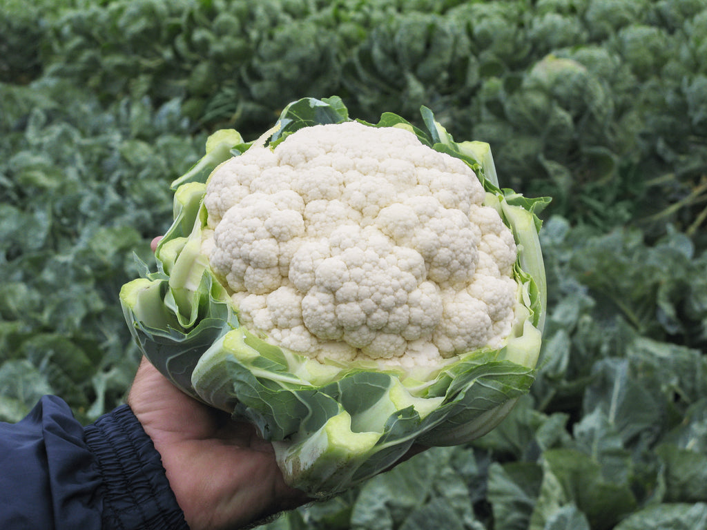 Adona F1 (Coated) Certified Organic – West Coast Seeds