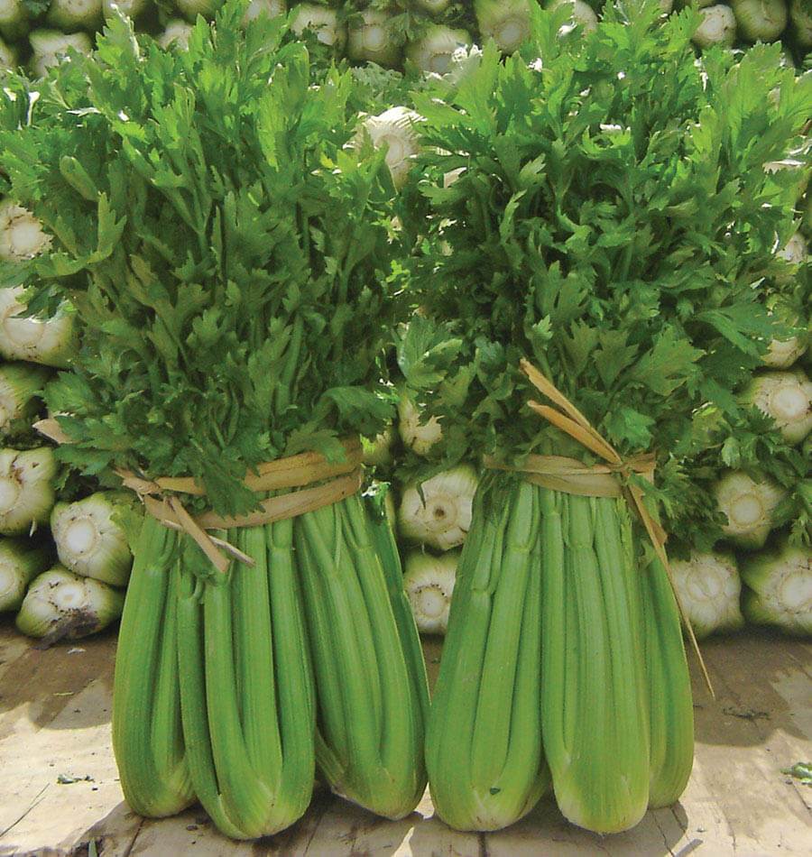 Tango Organic Celery Seeds – West Coast Seeds