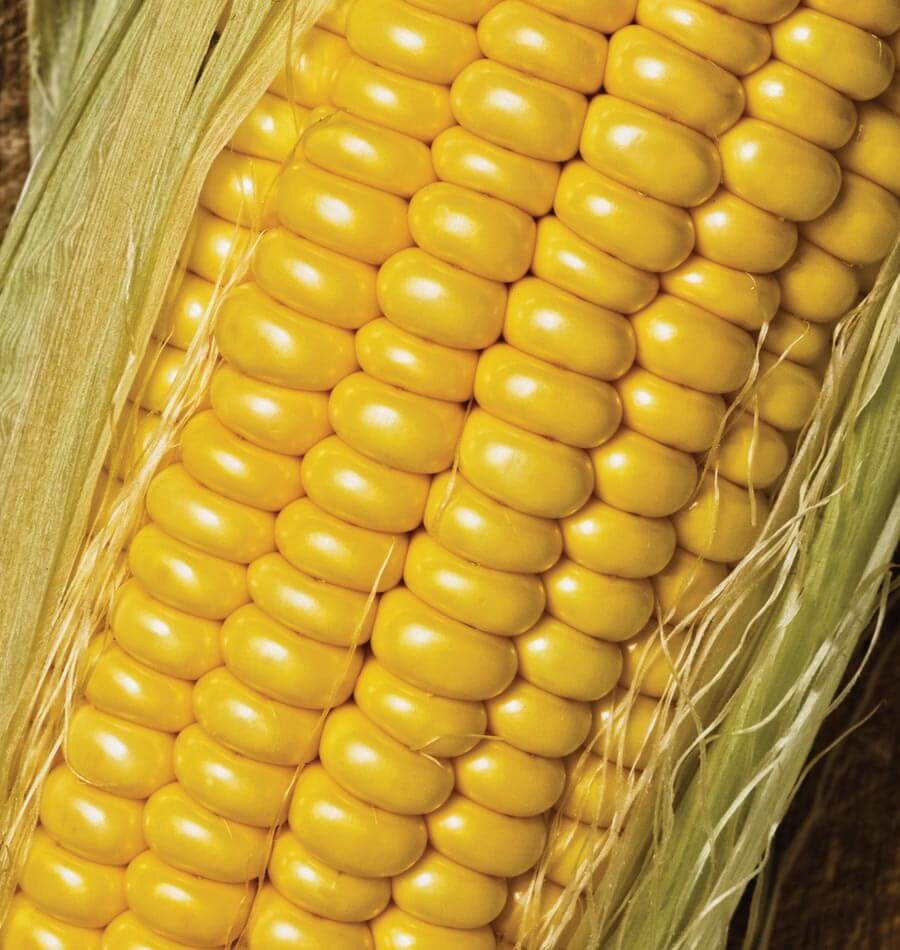Golden Jubilee Corn Seeds – West Coast Seeds