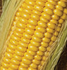 Golden Jubilee Corn Seeds – West Coast Seeds