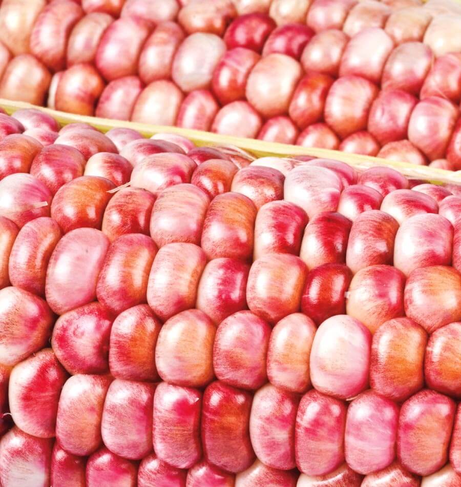 Pink Popcorn Corn Seeds – West Coast Seeds