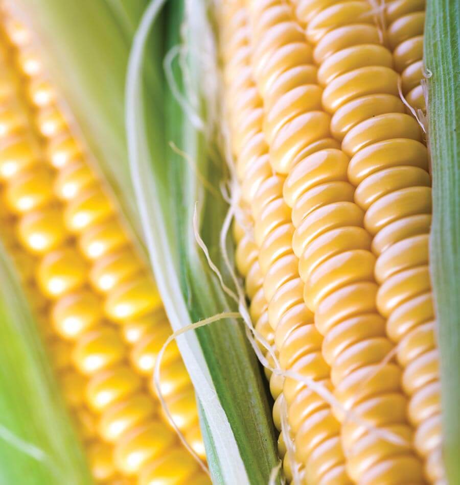 Jubilee Super Sweet Corn Seeds – West Coast Seeds