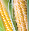 Jubilee Super Sweet Corn Seeds – West Coast Seeds