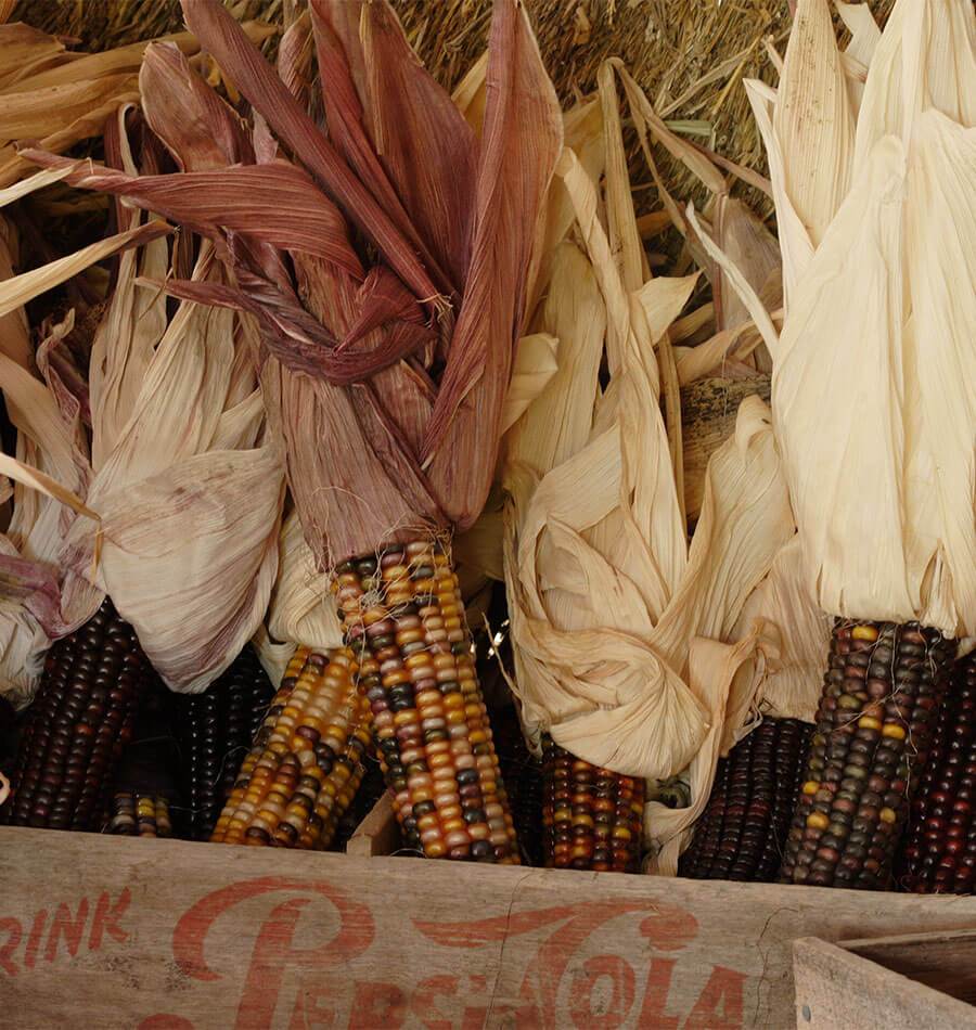 Calico Popcorn Seeds – West Coast Seeds