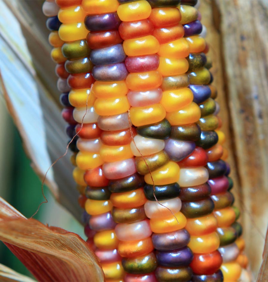 Glass Gem Organic Corn Seeds – West Coast Seeds