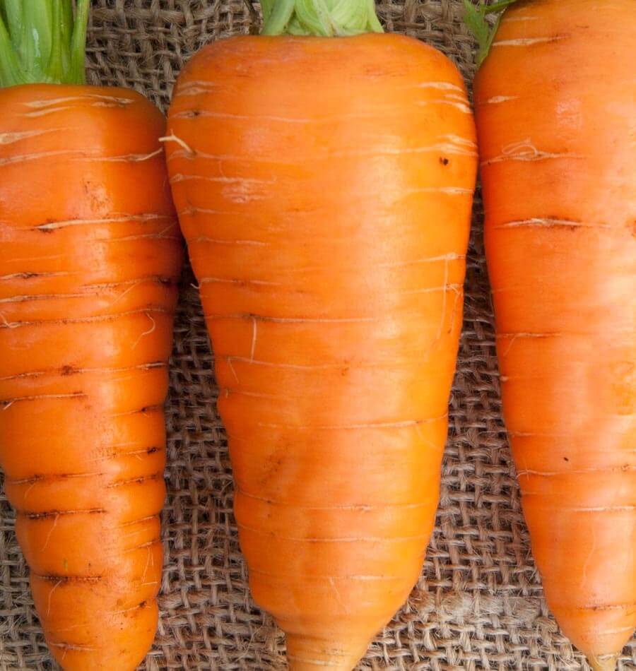 Kuroda Nova Carrot Seeds – West Coast Seeds