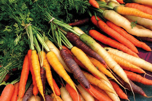 Kelsae Sweet Onion Seeds – West Coast Seeds