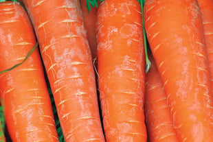 Kelsae Sweet Onion Seeds – West Coast Seeds
