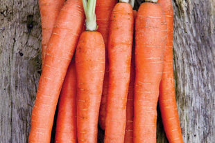 What Are Hybrid Seeds Exactly? | Hybrid Seed Definition – West Coast Seeds