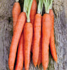 Nantes Coreless Carrot Seeds – West Coast Seeds