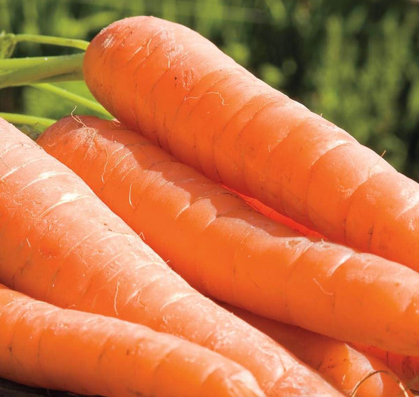 Yaya F1 Coated Organic Carrot Seeds – West Coast Seeds