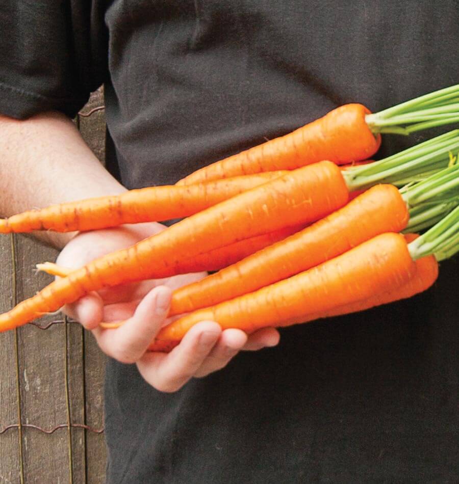 Neptune Carrot Seeds – West Coast Seeds