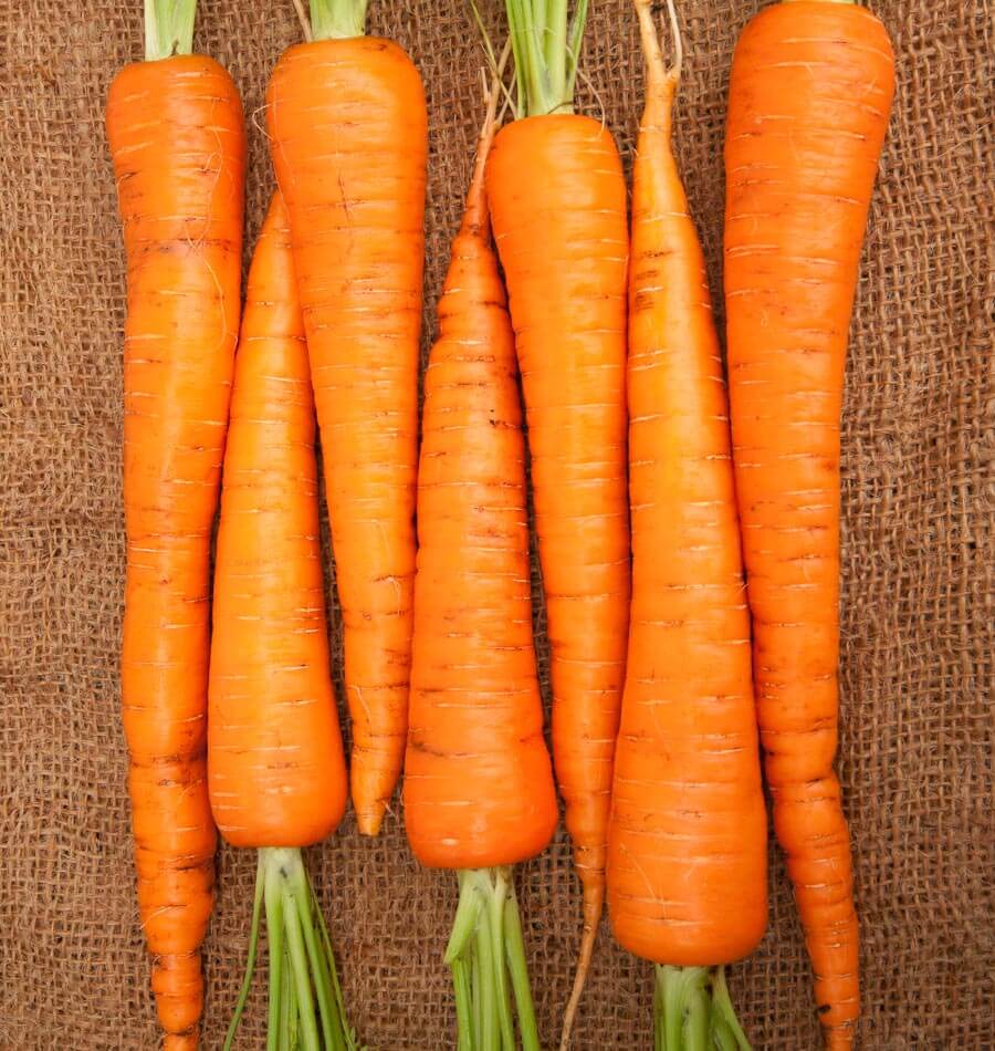 Neptune Carrot Seeds – West Coast Seeds