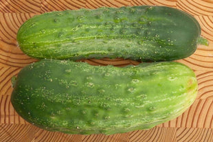 Biosta Kitchen Crop Sprouter – West Coast Seeds
