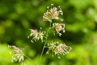 Native Plants of Quebec – West Coast Seeds