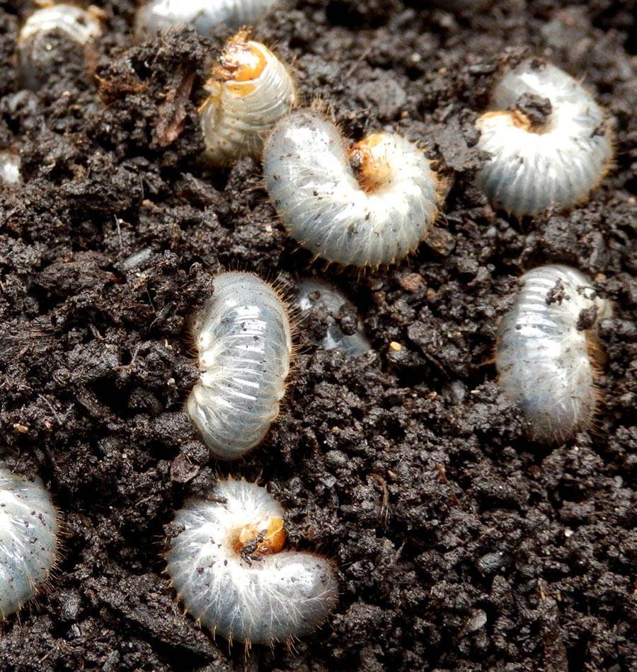Nematode Parasites Insect