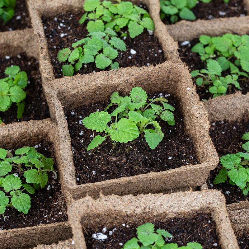 4 Inch Cow Pots | West Coast Seeds