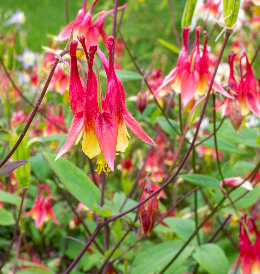 Red Columbine | Aquilegia canadensis seeds – West Coast Seeds