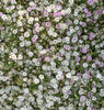 Gypsy White Improved Gypsophila Seeds – West Coast Seeds