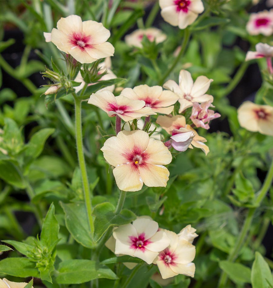 Cherry Caramel – West Coast Seeds