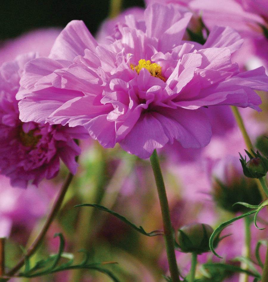 Rose Bon Bon Cosmos Seeds – West Coast Seeds