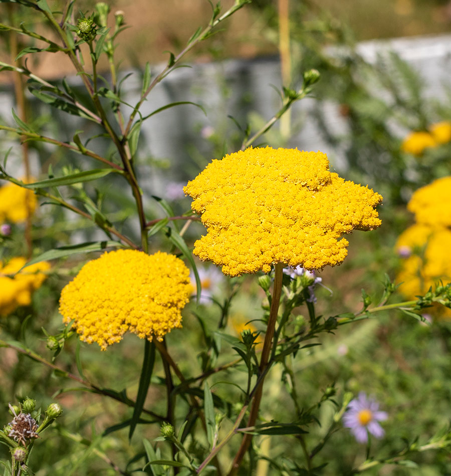 Yarrow Achillea Seeds – West Coast Seeds