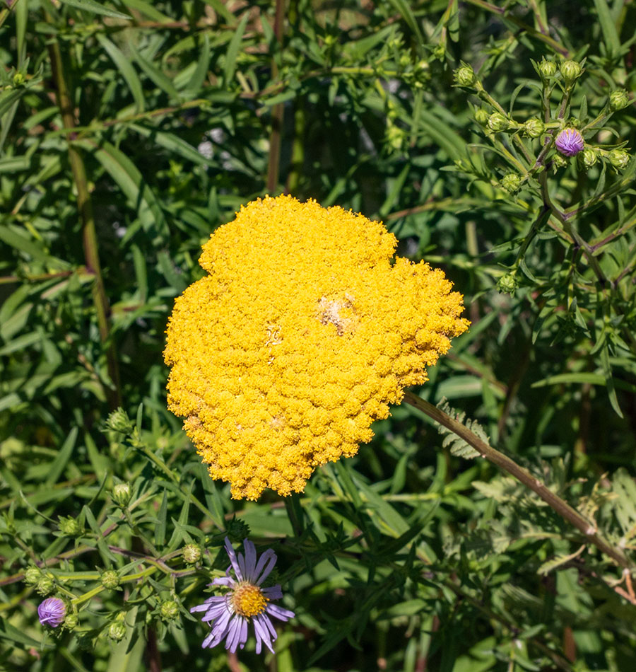 Yarrow Achillea Seeds – West Coast Seeds