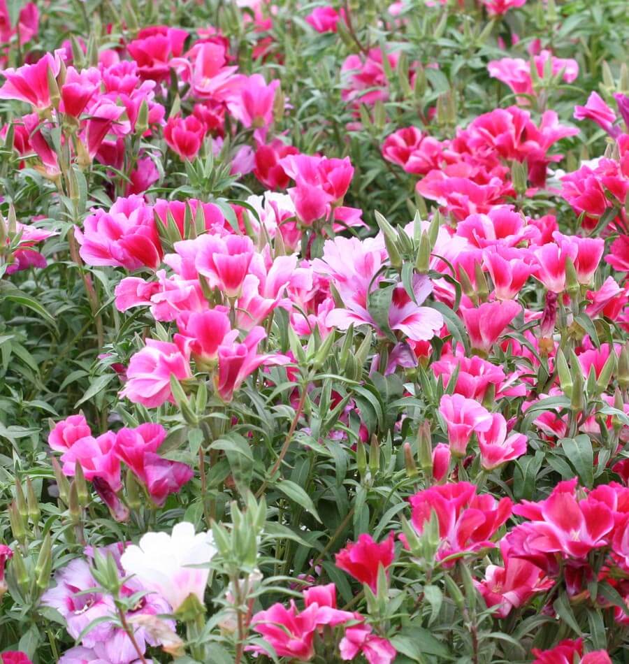 Farewell to Spring Clarkia – West Coast Seeds