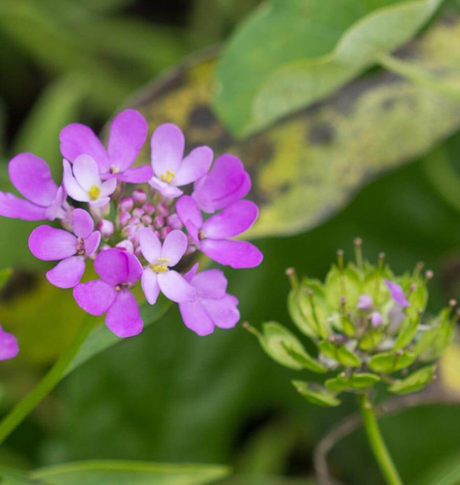 globe candytuft plant