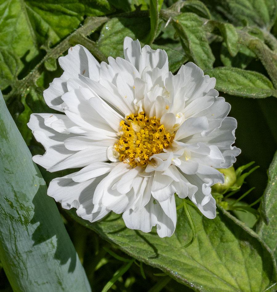 Snow Puff Cosmos Seeds – West Coast Seeds