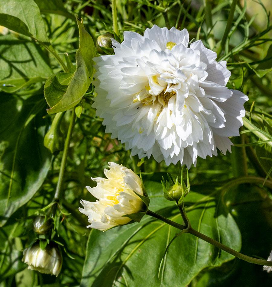 Snow Puff Cosmos Seeds – West Coast Seeds
