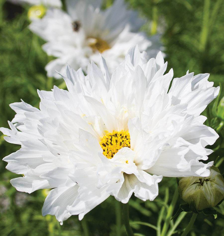 Snow Puff Cosmos Seeds – West Coast Seeds
