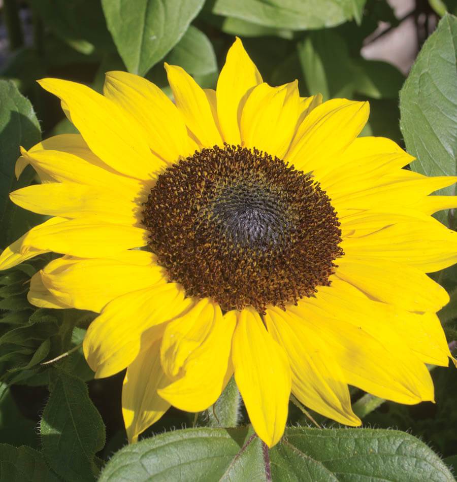 Suntastic Sunflower Seeds – West Coast Seeds