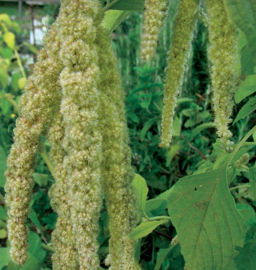 Green Tails Amaranth Seeds – West Coast Seeds