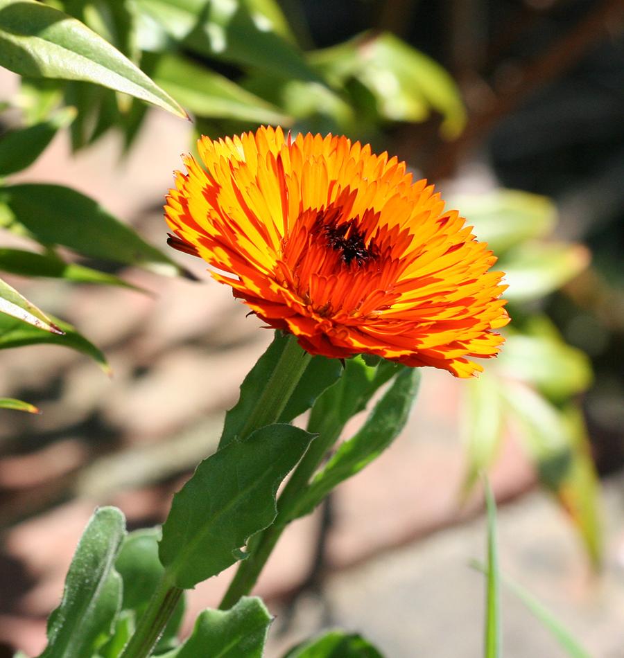 Indian Prince Calendula Seeds – West Coast Seeds