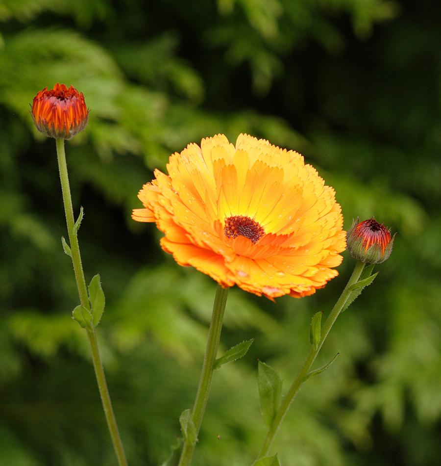 Indian Prince Calendula Seeds – West Coast Seeds