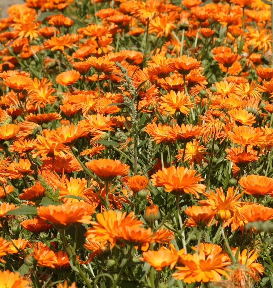 Single Orange Calendula Seeds – West Coast Seeds
