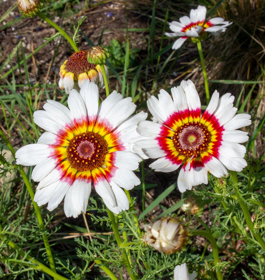 Painted Daisies – West Coast Seeds